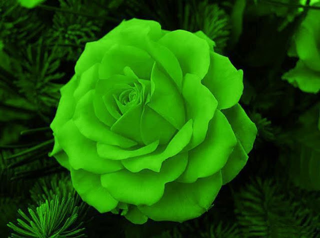 Hermosas Rosas De Color Verde ~ LAS MEJORES FOTOGRAFÍAS