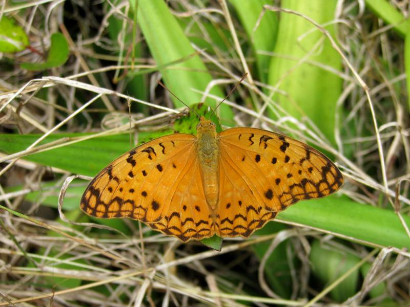 Butterfly Notes: Mauritius - Butterflies - August 2011