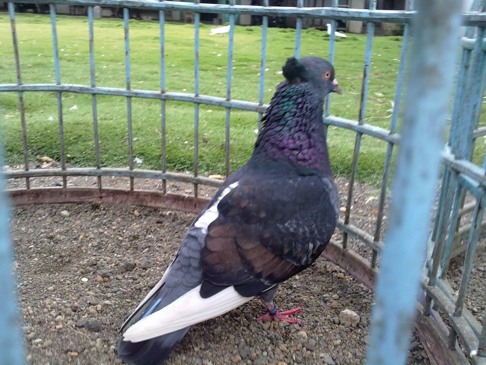 BlueWings YL: Merpati tinggi aduan