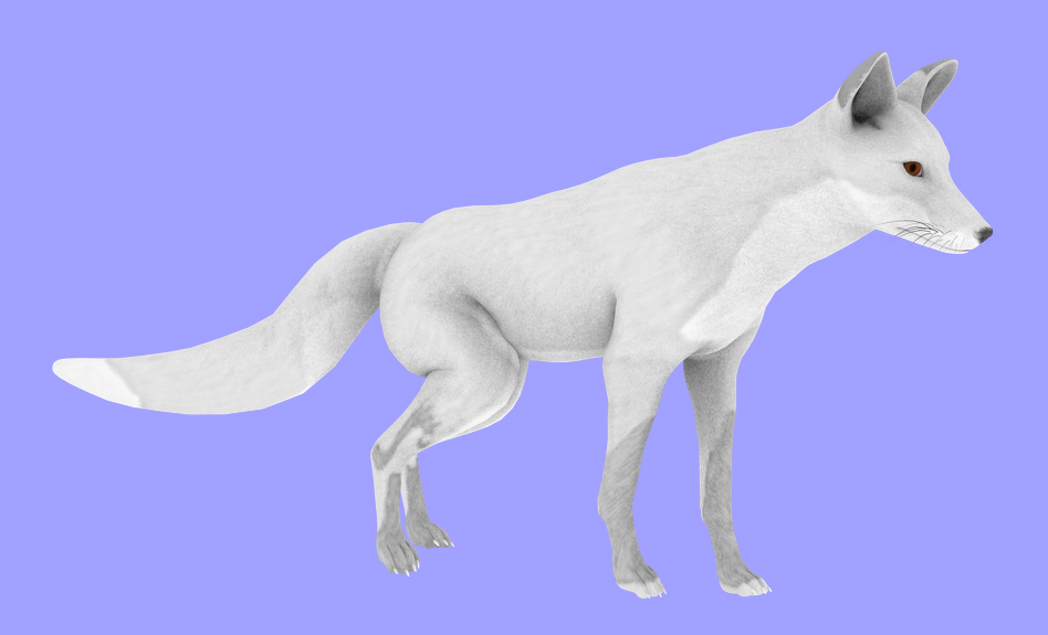 Look at my Hair: Arctic fox: furred!