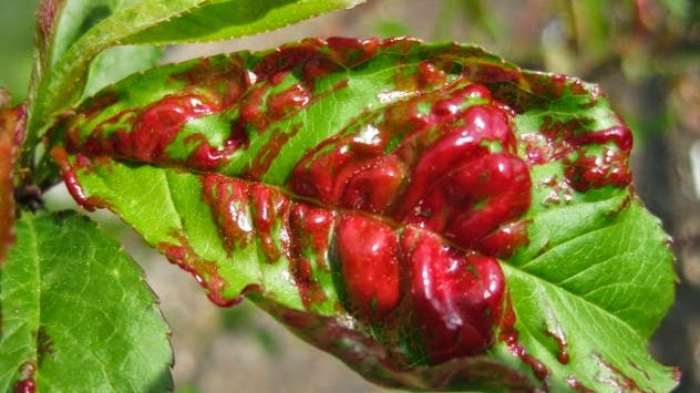 WHY ARE THE LEAVES ON MY PEACH TREE CURLING The Garden Of Eaden why-are-the-leaves-on-my-peach-tree-curling-the-garden-of-eaden