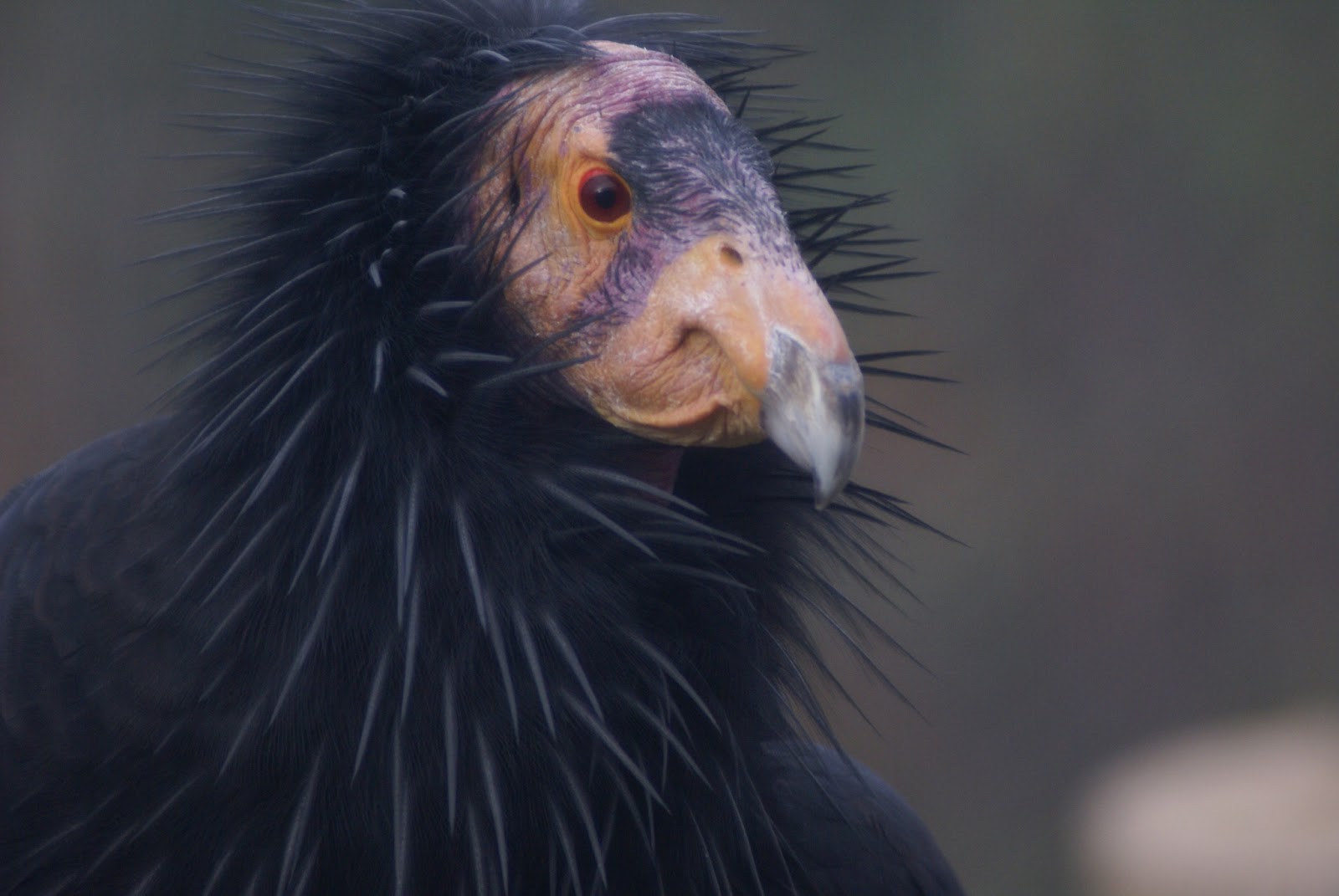 Cóndor De California (Gymnogyps californianus): Condor De California