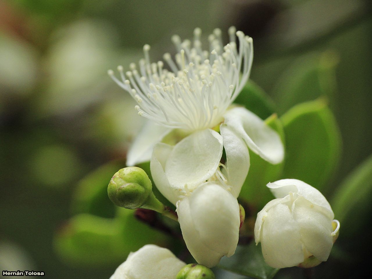Aves de Argentina: Parque Nacional Los Arrayanes