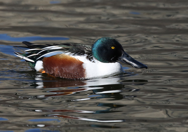 Marie Winn's Central Park Nature News: Duck Ducks
