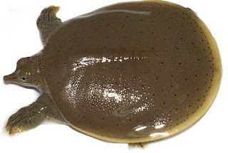 13 Khasiat Cangkang Labi-labi Untuk Kesehatan | Khasiat