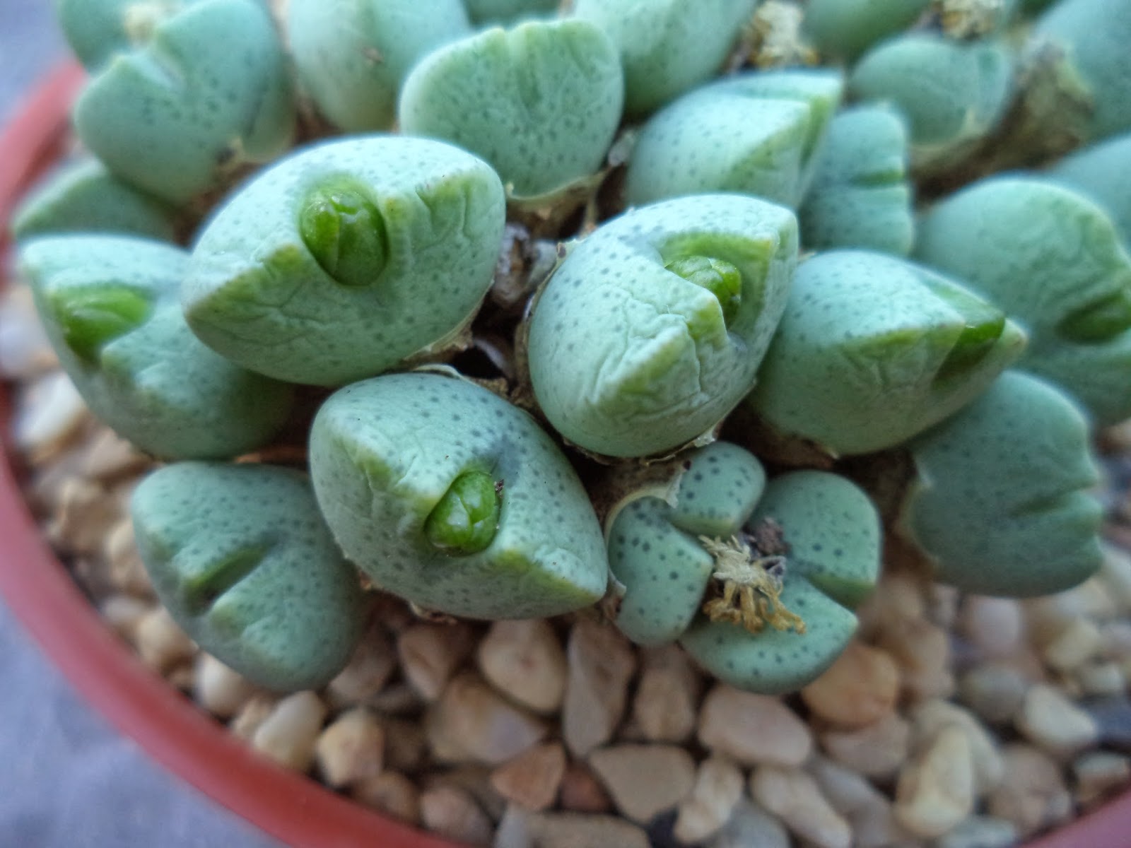 Succulent Sundae: CONOPHYTUM QUAESITUM
