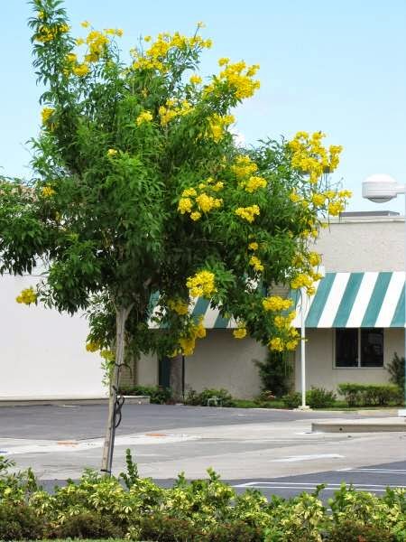 Home And Garden : Tecoma stans