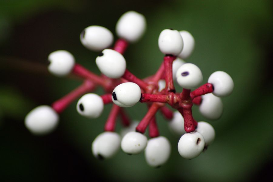 Top 12 ugliest and creepy plants in the world