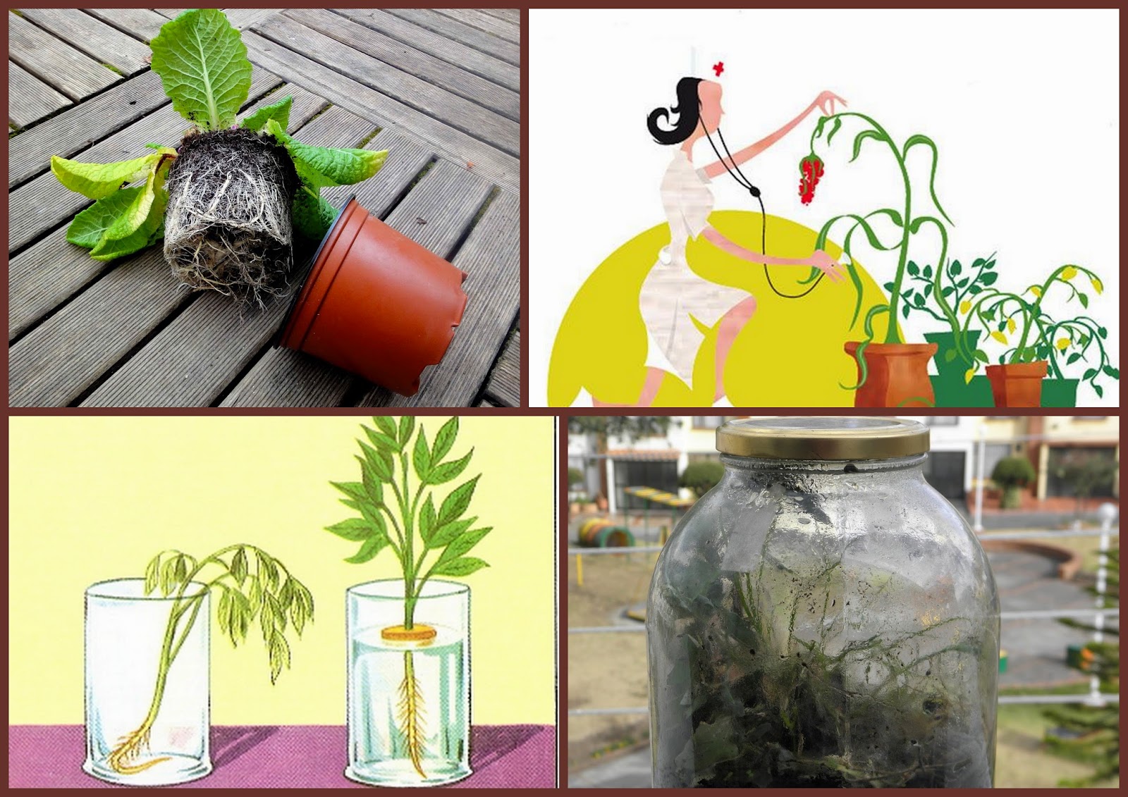 Ciencias Naturales en el Cabred: UNIDAD DIDÁCTICA: Lo que necesitan las ...