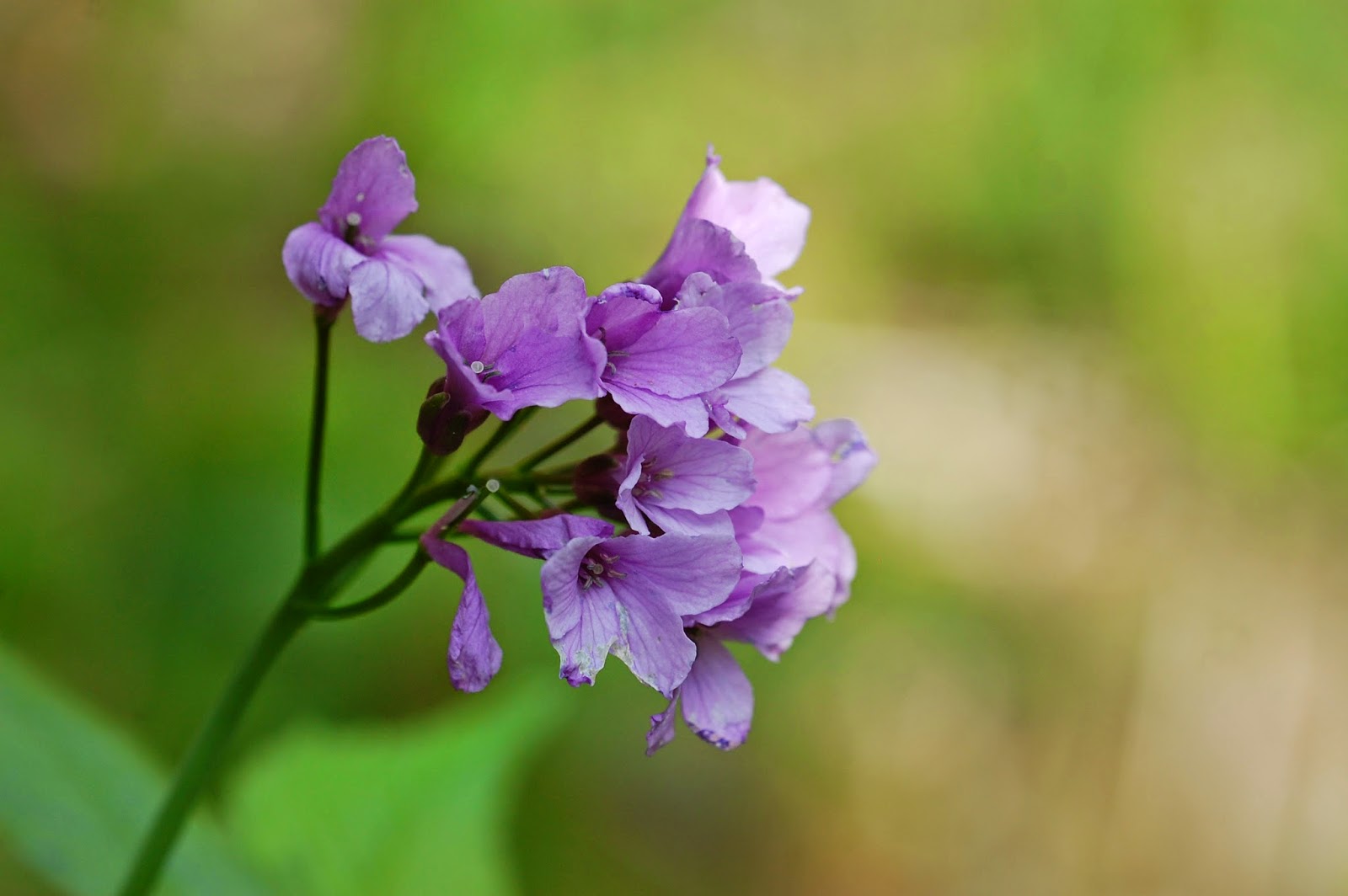 Un chemin au soleil: Fleurs des bois mauves