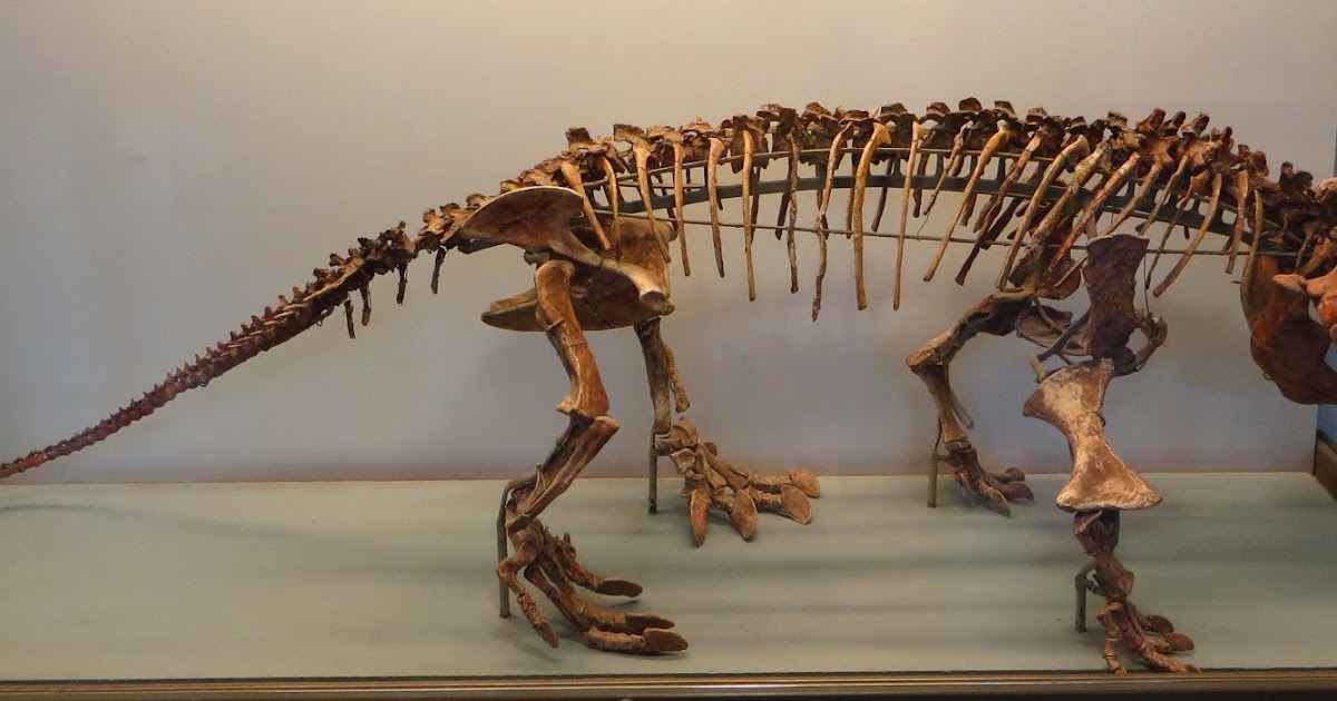 Noticias de Paleontologia: Scaphonyx sanjuanensis, un herbívoro con ...