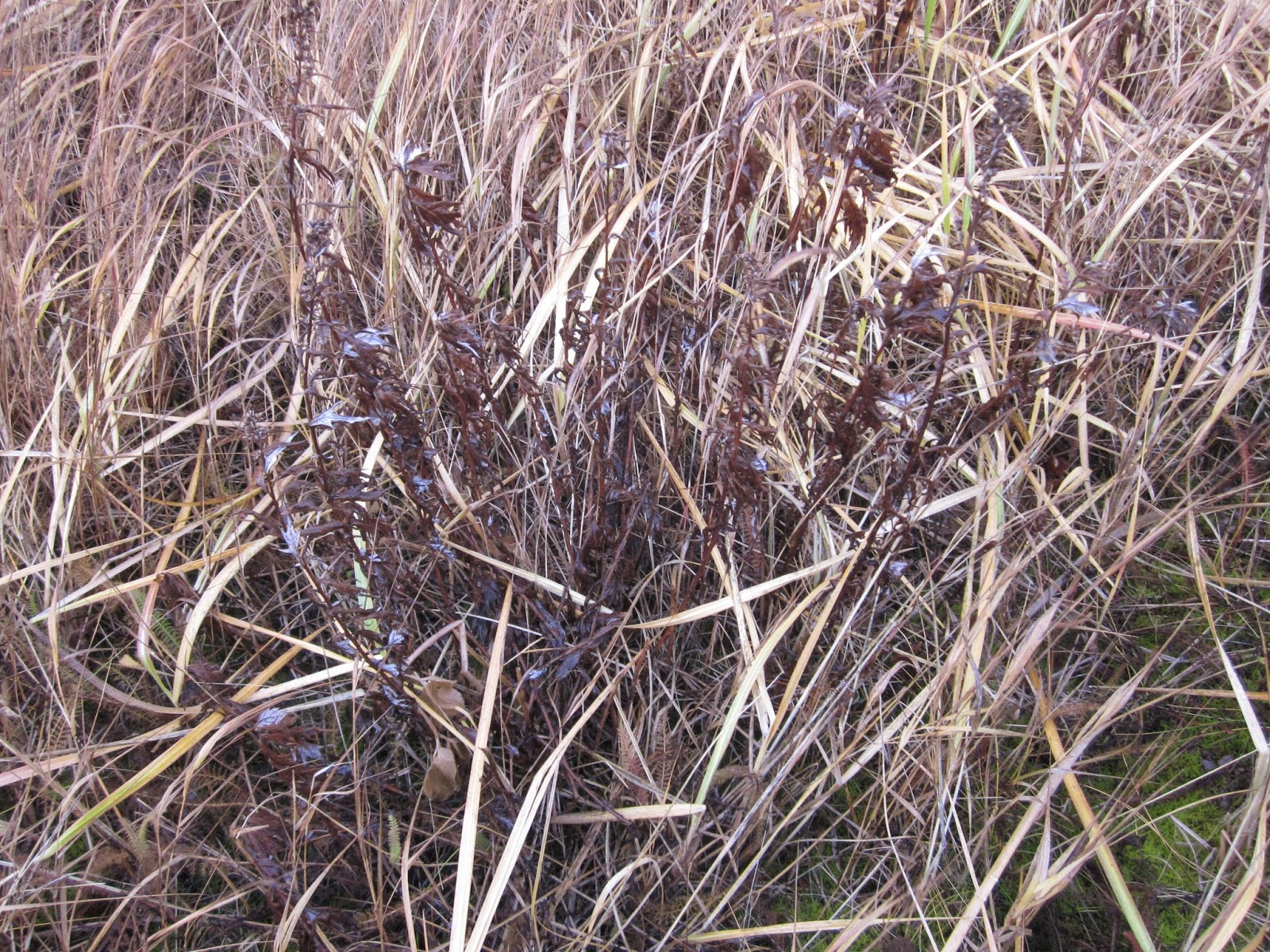 Megan's Alaskan Adventure: Stinkweed, Bones, and a BABY!