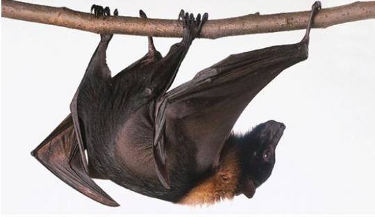 ரம்யம்: வெளவாலை வாவென்று கூறி.......