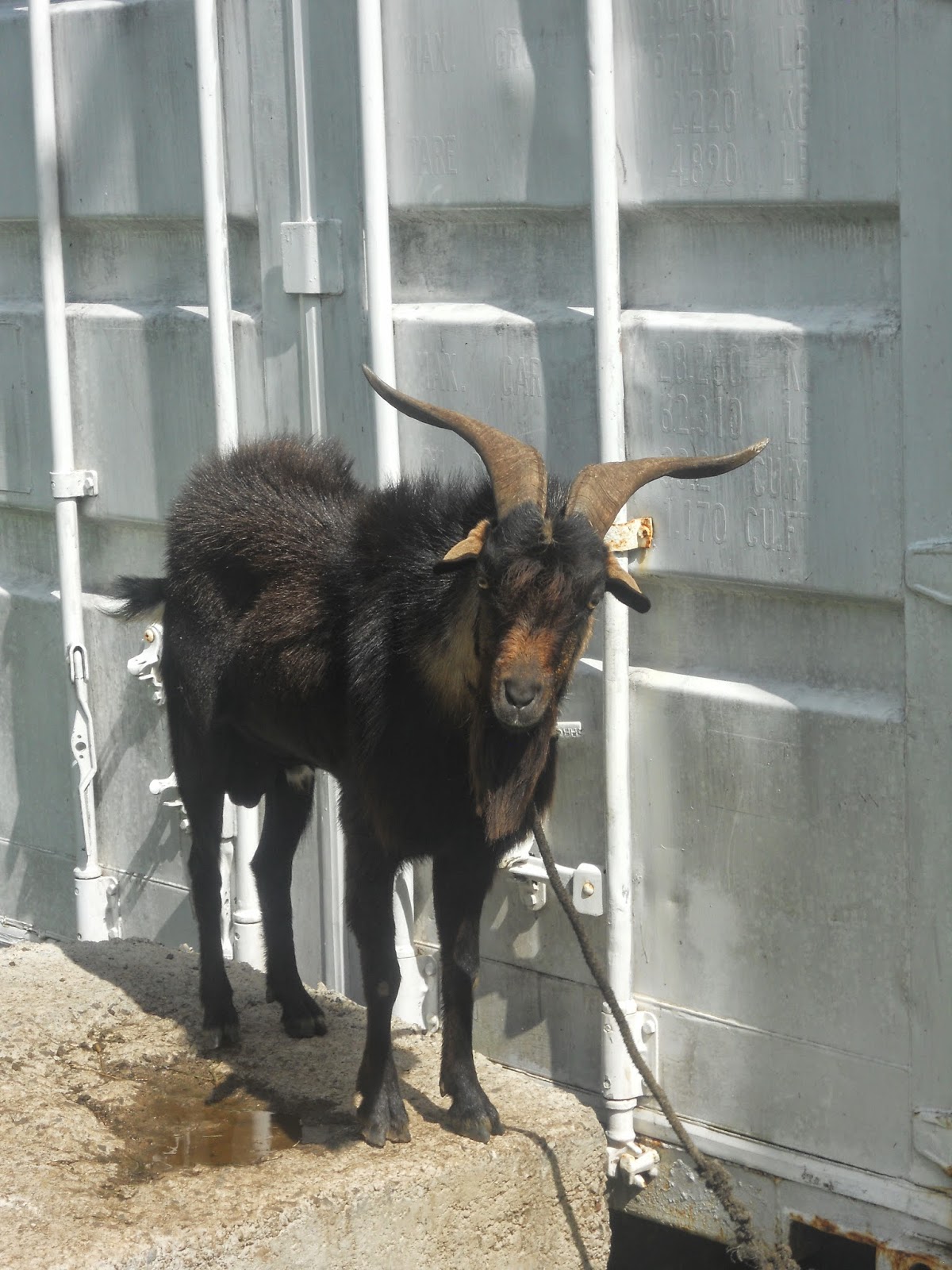 Another Day in New Zealand: Rarotonga Hike - Raemaru Heights Lookout