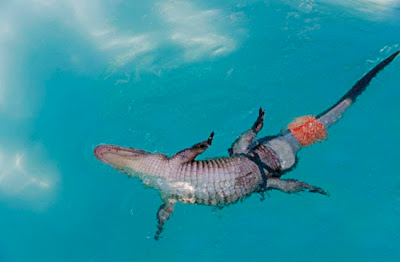 12 Amazing Bionic Animals ~ Somethin Insane