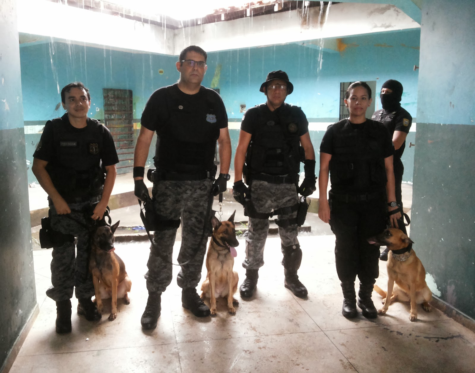 K9 Atividades Com CÃes Policiais CÃes Farejadores Ajudam A Localizar