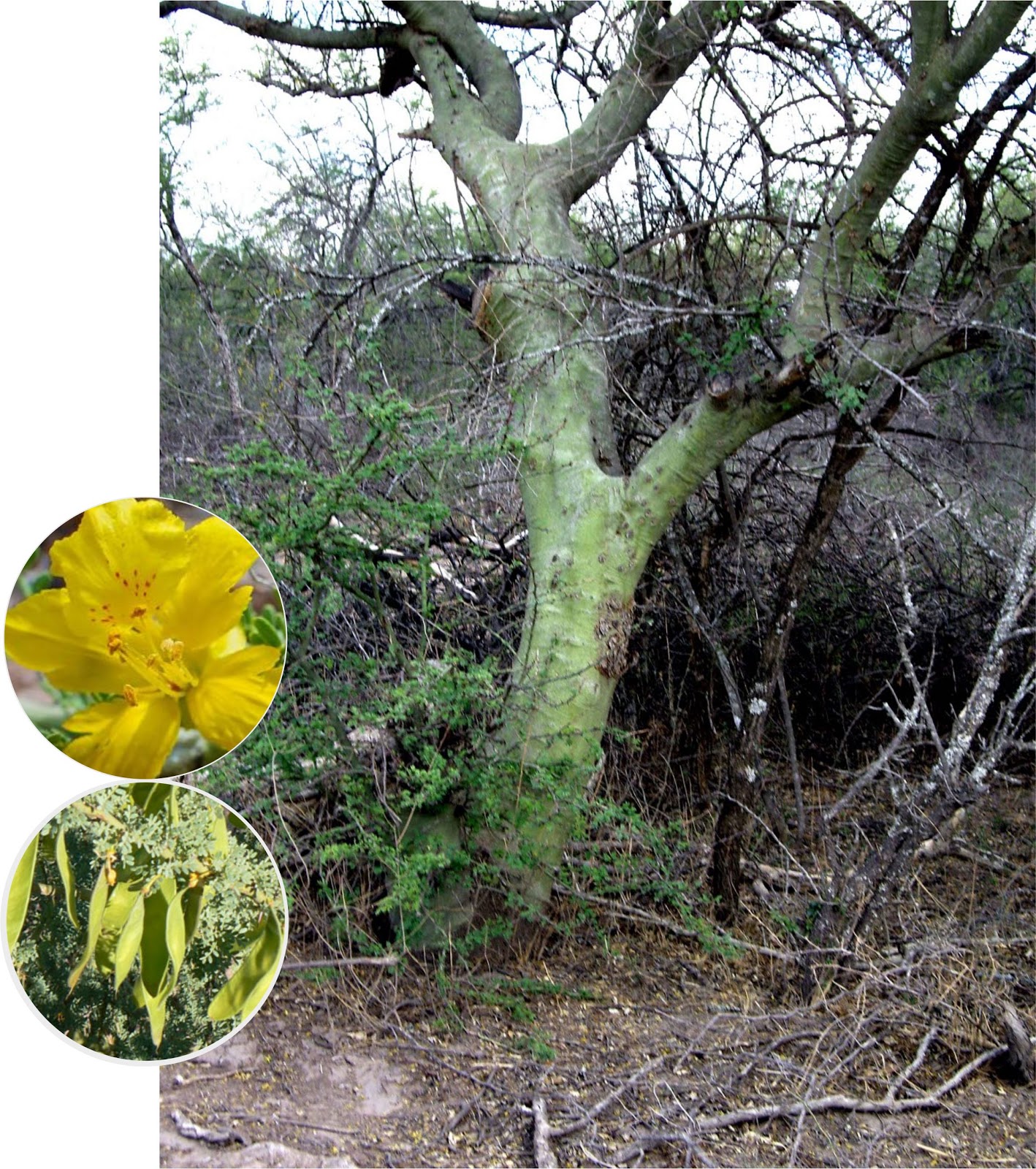 v e r d e c h a c o: Brea / Chañar brea