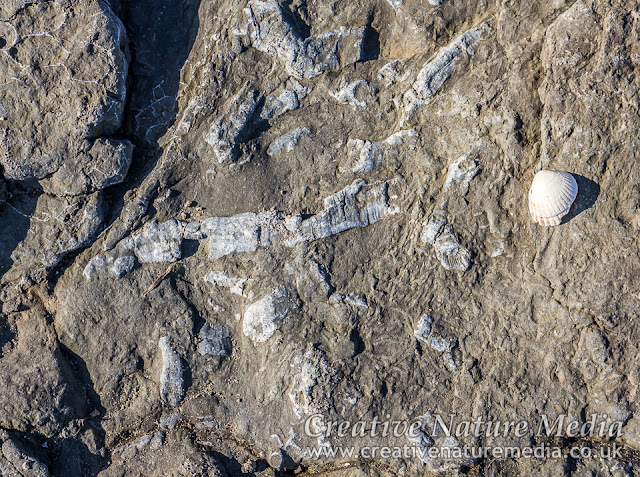 Fossils: Fossils That Look Like Shells