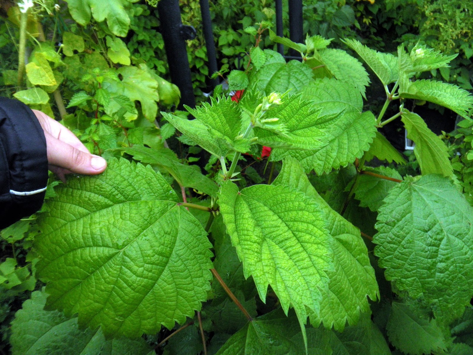 Scirpidiella's Plants: False Nettles - Ramie cousins (Boehmeria sp. div.)