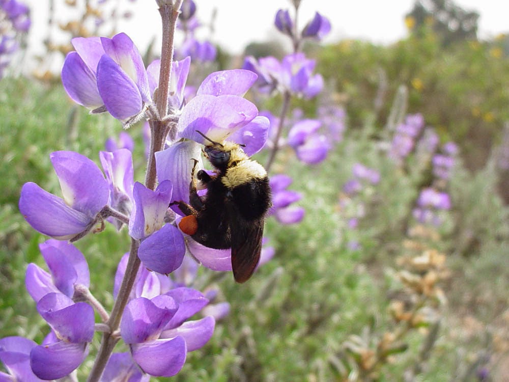 Mother Nature's Backyard - A Water-wise Garden: Yellow-faced Bumble Bee ...