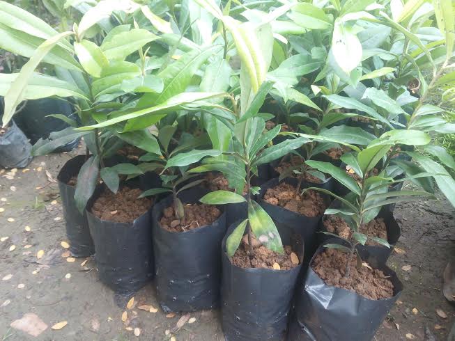 BUMI HIJAU NURSERY (002279488-D): Benih pokok mentega atau pokok seralat