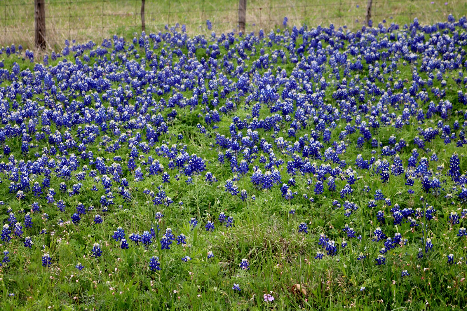 Texas Wildflowers