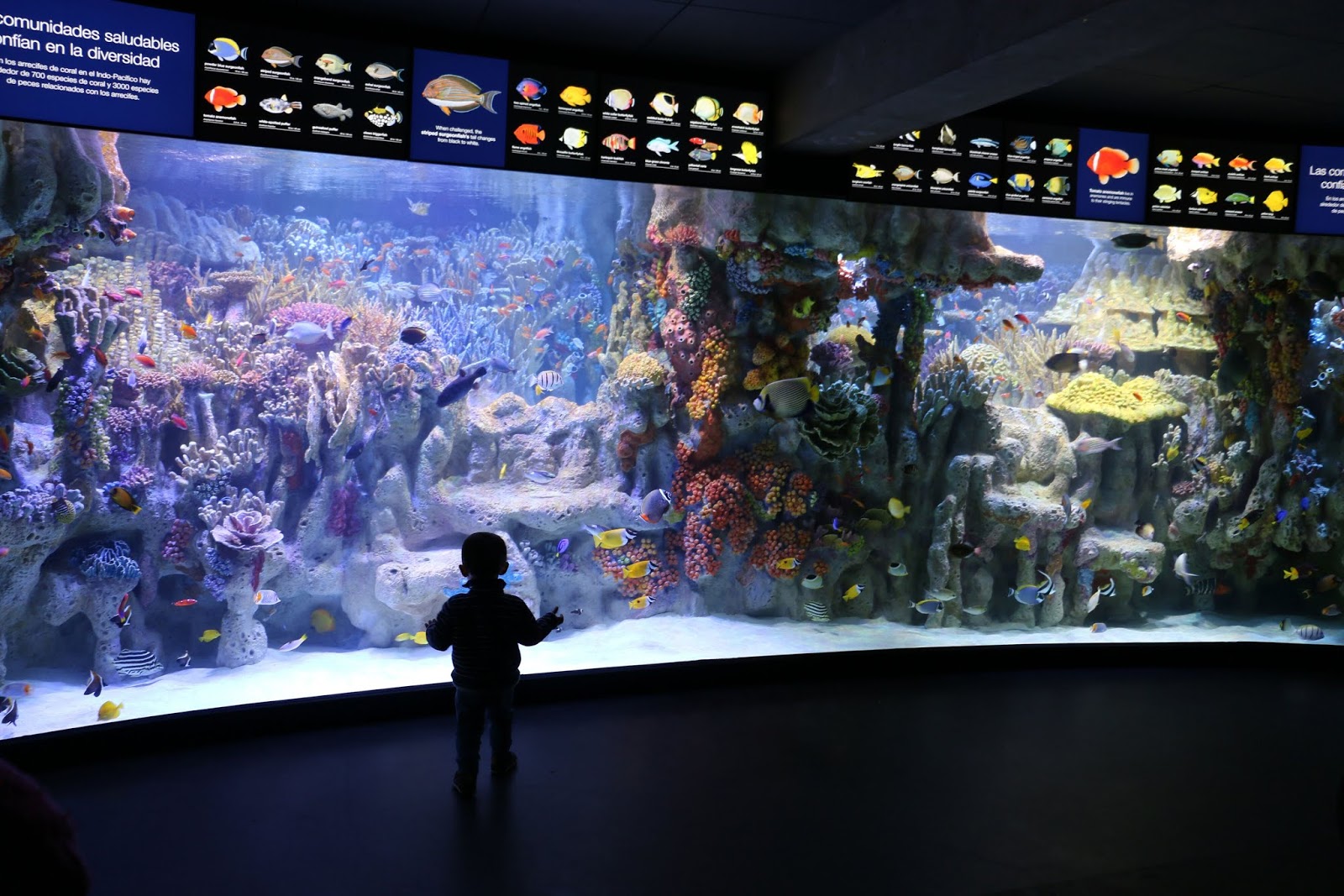 Inspired by Savannah: New England Aquarium Opens Spectacular New Coral ...