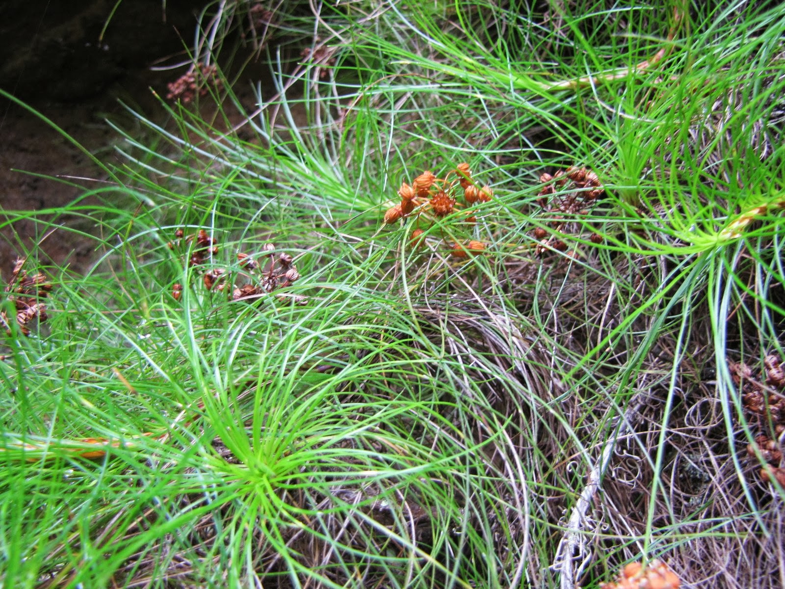 Sydney's Wildflowers and Native Plants: Alania endlicheri - Alania.