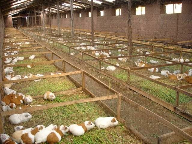 Granja Ecologica Naab: septiembre 2014