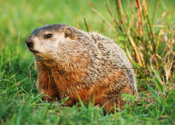 Thought Download: Day 69: Six Reasons Why Groundhogs Are Evil