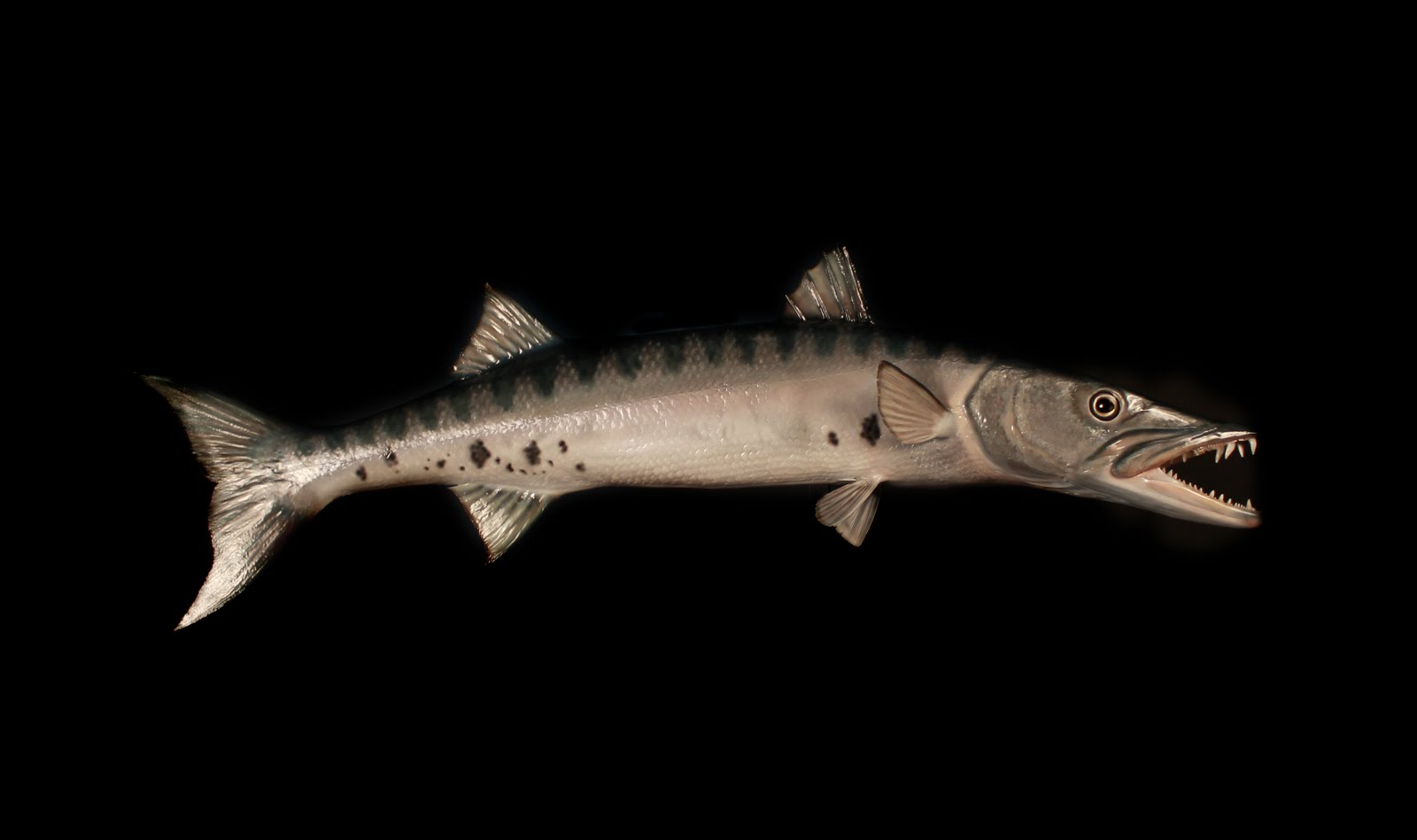 YOUNGS WILDLIFE: Barracuda