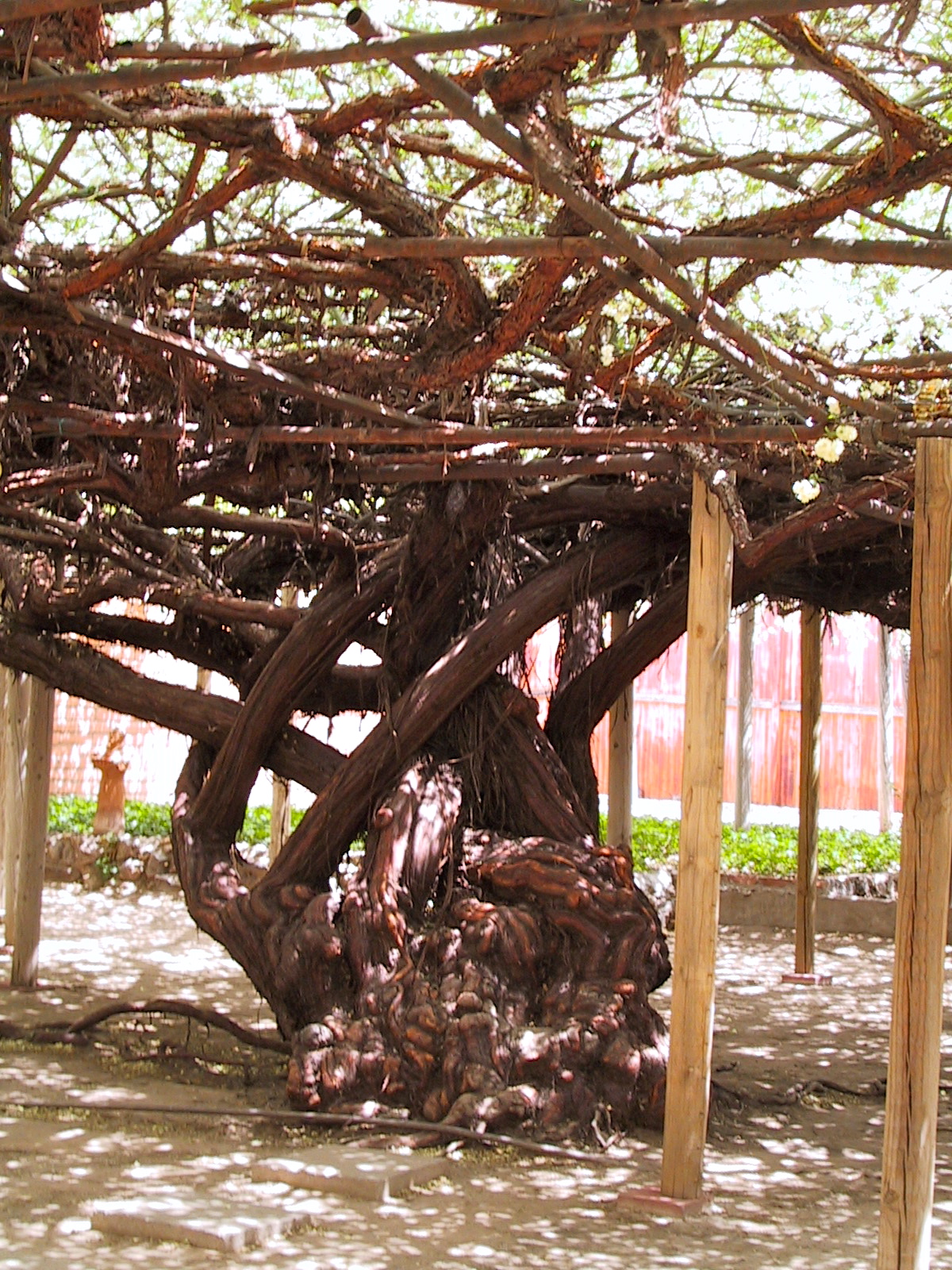 Finding Arizona: Tombstone's Rose