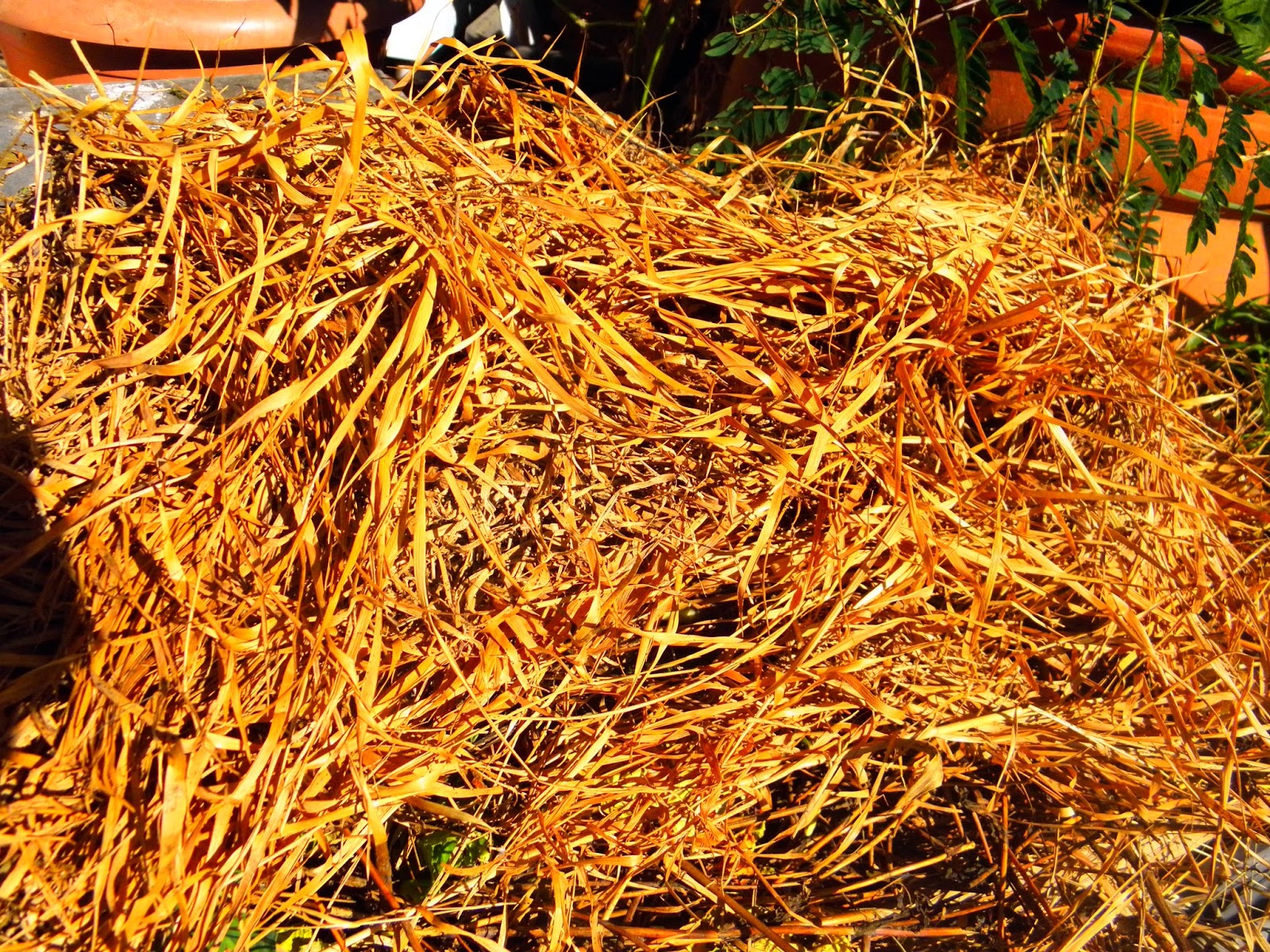 Procedimentos básicos da compostagem doméstica: