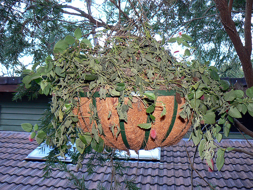 Green Dreaming: Ringtail possum nest