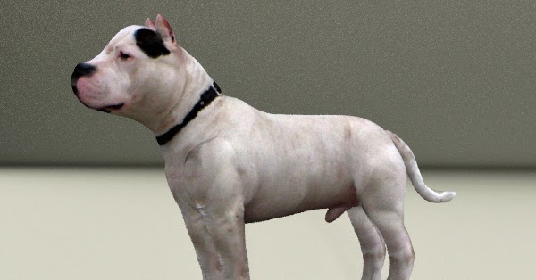 Digital Creations - Poser and DAZ Studio content: FREE Pitbull Prop for ...