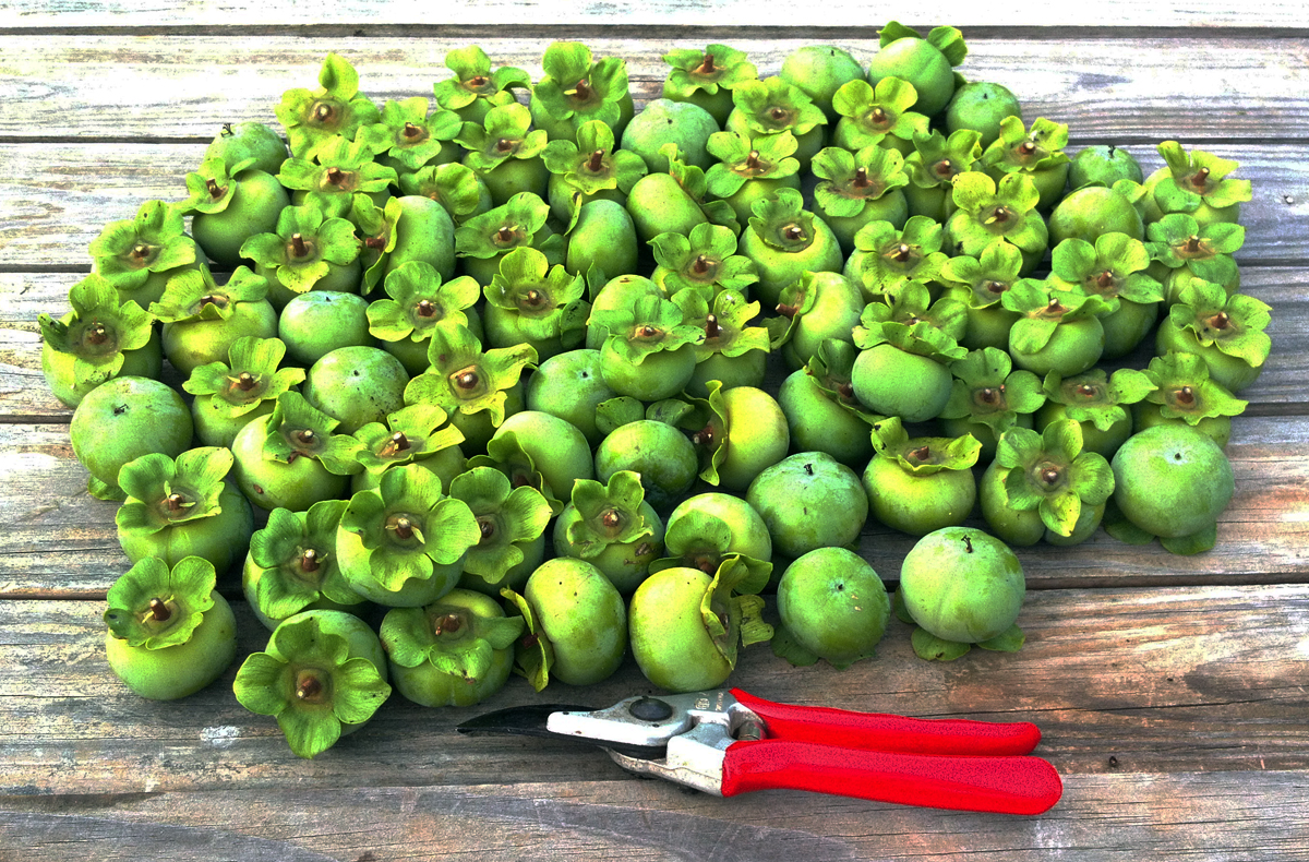 Moristotle & Co.: Green persimmons