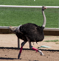 James Gordon Patterson Photography: Turf Paradise Ostrich and Camel ...