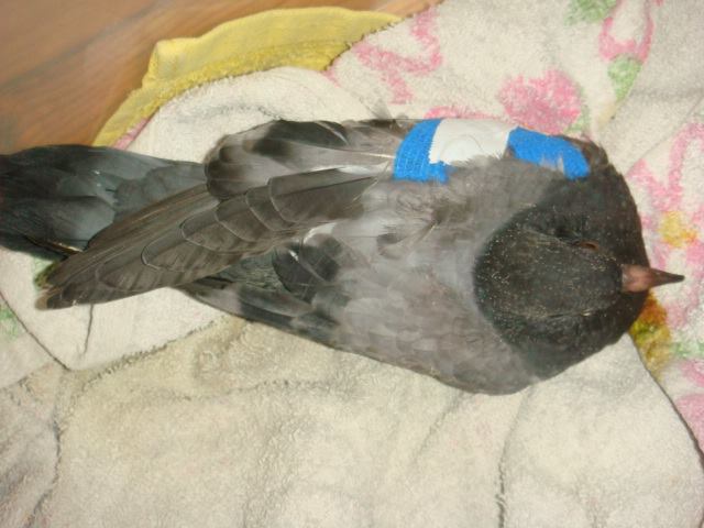 Mis amigas las palomas: Tratamiento ALA ROTA