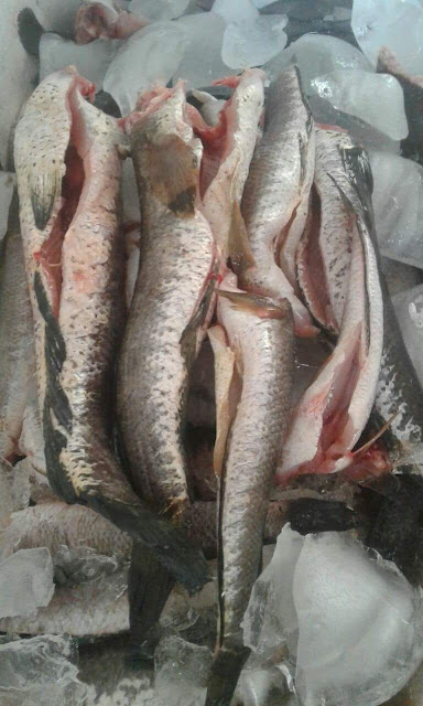 Cara Memasak Ikan Gabus Sebagai Obat Penyembuh Setelah Operasi - Griya ...