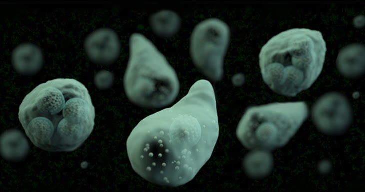 Amibiasis - Tratamiento ~ MEDICINA CLÍNICA Y QUIRÚRGICA