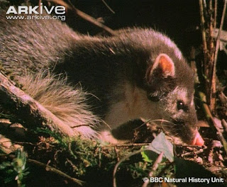 Abe's Animals: Typs of ferret badgers