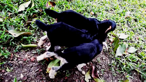 Melawat Anak Kambing di Kampung