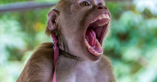 Samui Monkey Center