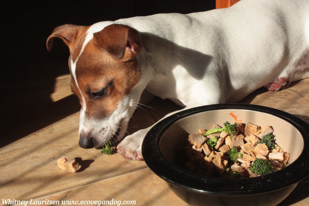 Video: How to Make Vegan Dog Food for a Puppy Using VegeDog Supplement