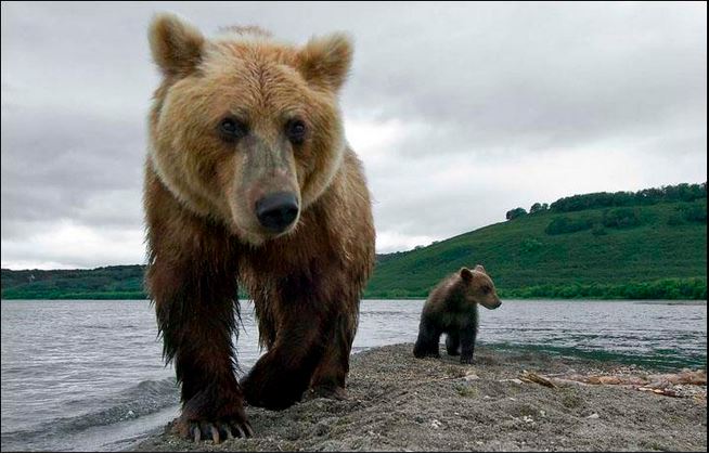 Beautiful Nature: Bears in Siberia