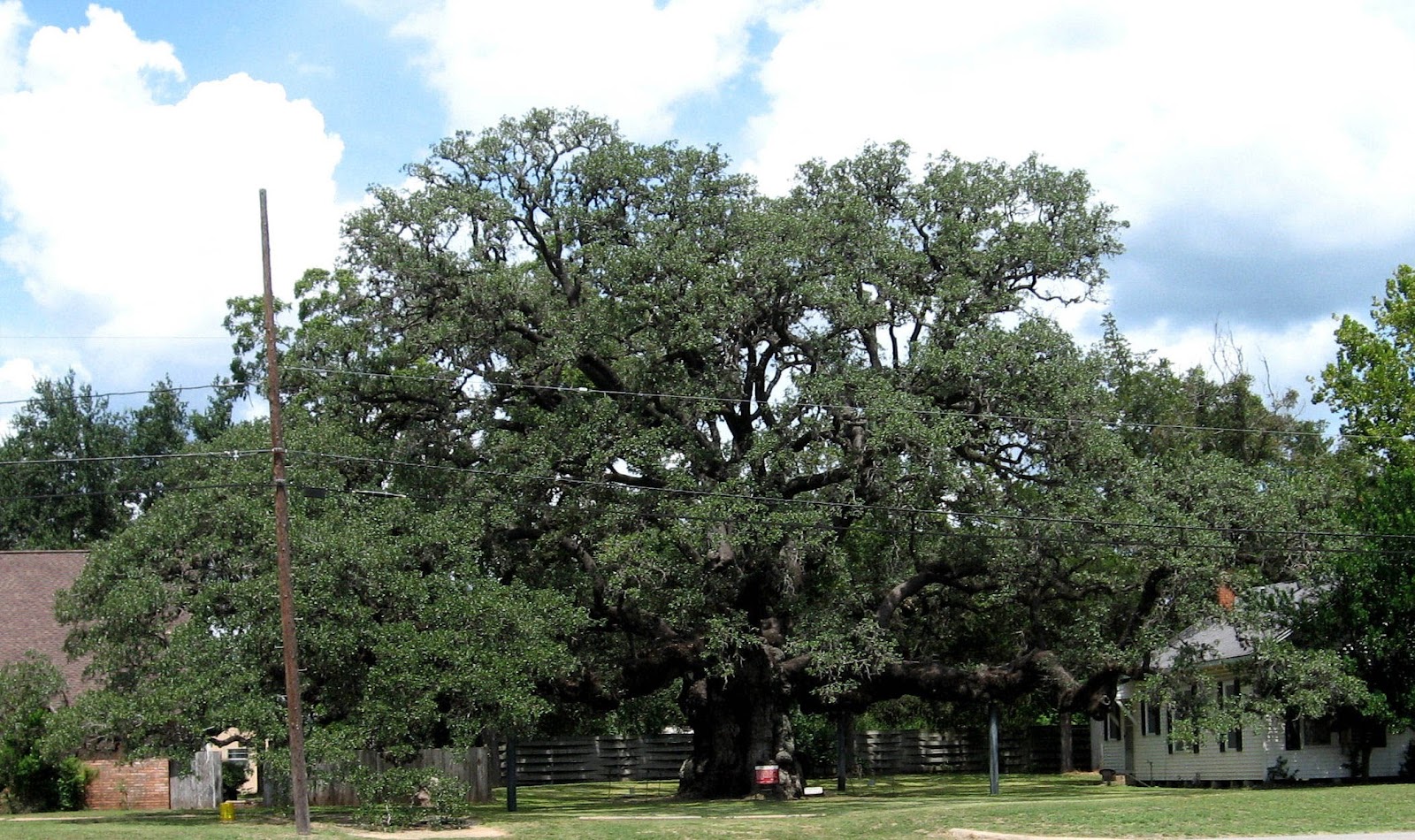 Meander and Gander: Texas Trees - Some Famous and Some NOT