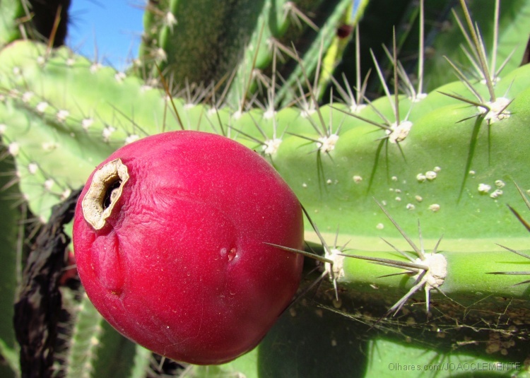 Mandacaru - Cereus jamacaru