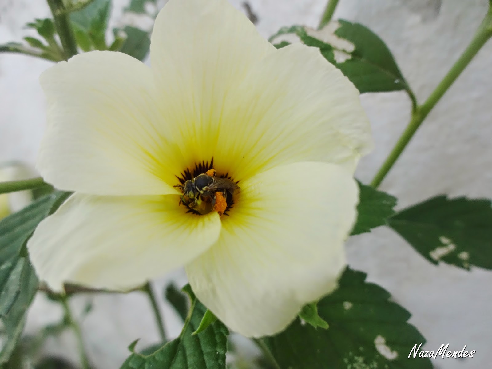 Brasil Insetos!!! Do Caçadores de Insetos!!!: Flor Chanana ou Xanana ...