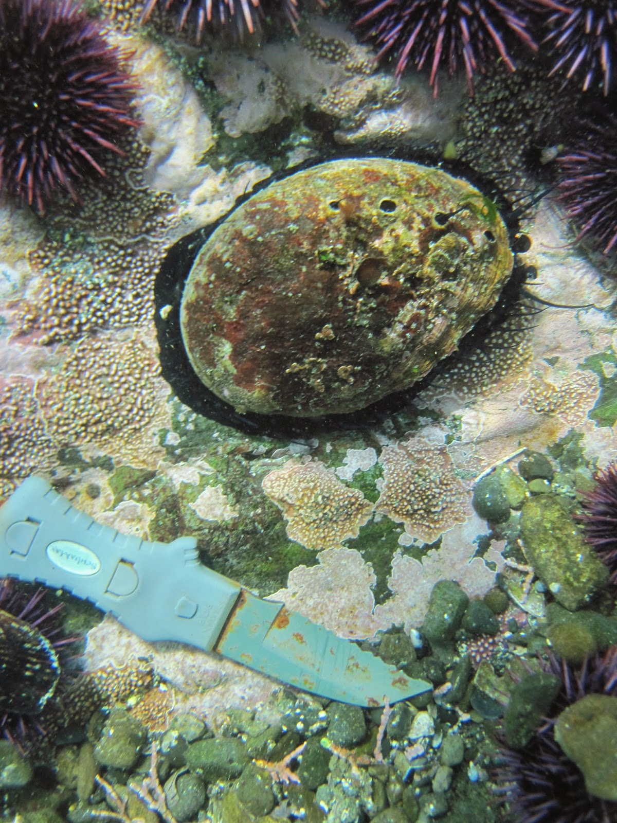 Matt Duckworth Underwater: Abalone in a Field of Urchins