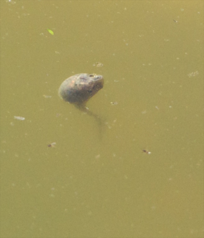 A Wandering Naturalist: Australia: The Camel Soak